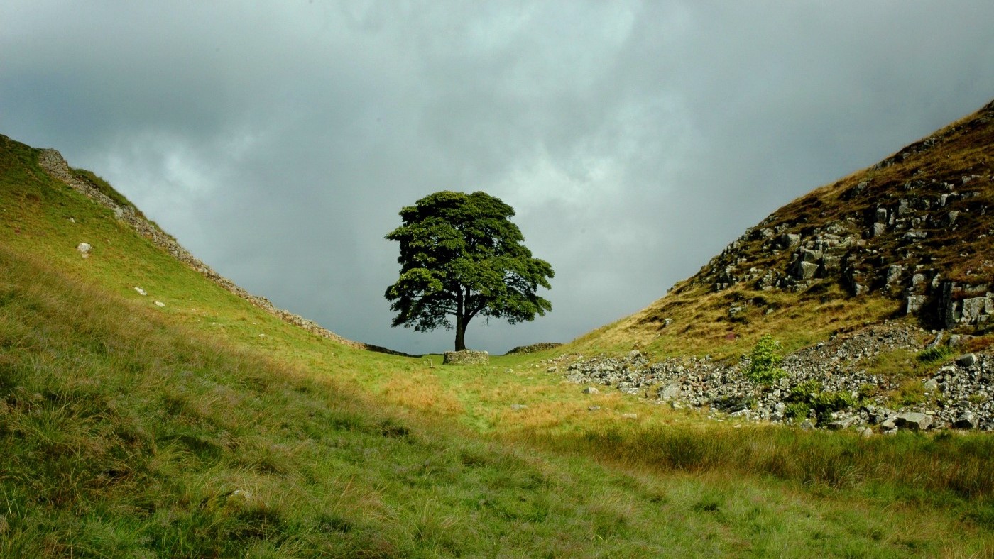 Two Men Stand Trial in England for Felling Iconic Tree