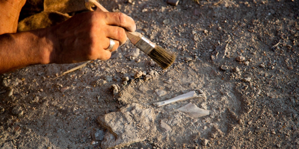 Fossil of 166-Million-Year-Old Dinosaur Found in Scotland