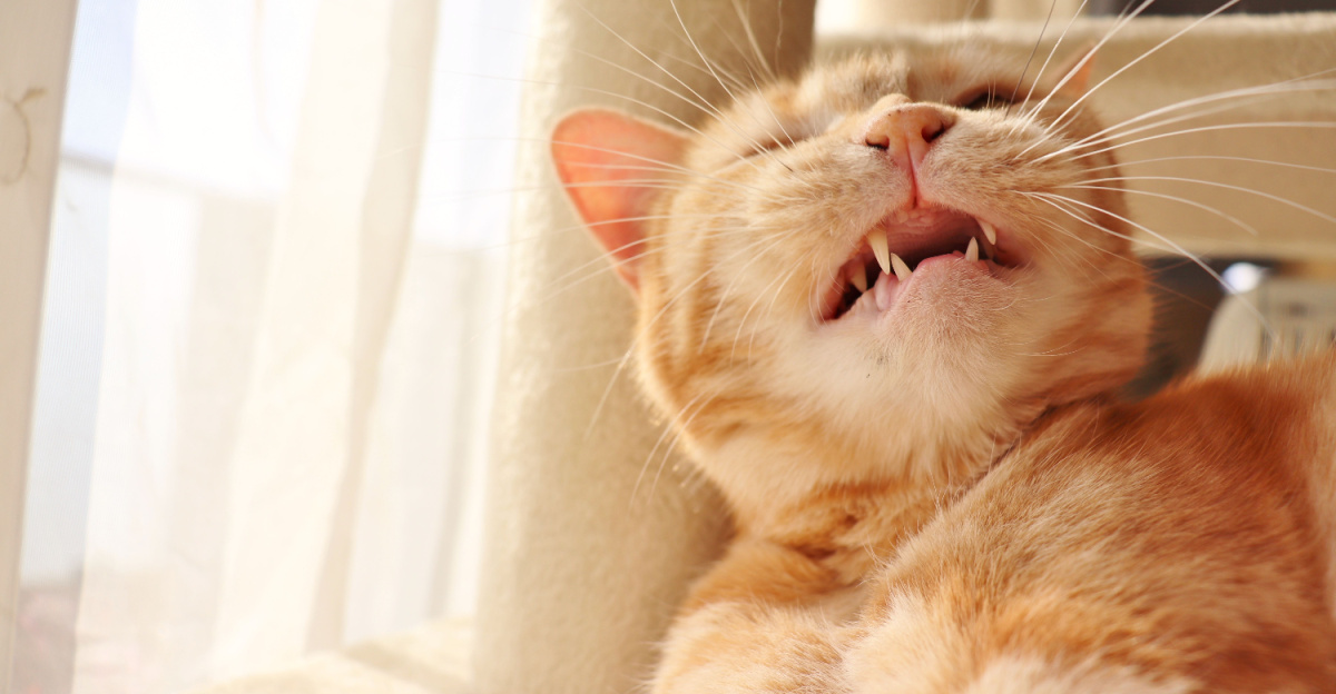 Why Is My Kitten Sneezing? What It Could Mean and When to Worry