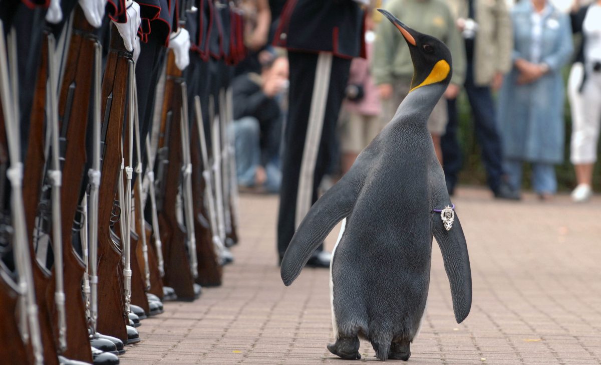 Ukraine’s Army Has Penguins — But Not for the Reason You Think