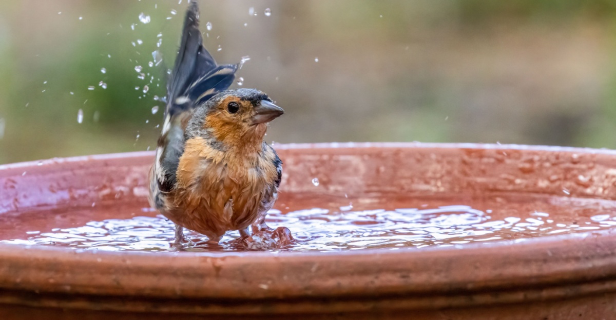 Derfor bør du stille en skål med vand ud i haven nu - Nyheder24.dk