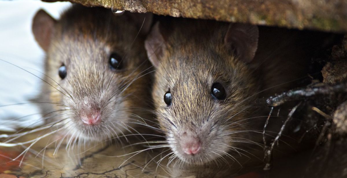 Rotter rykker ind, når det bliver koldt: Med disse tiltag holder du dem ...