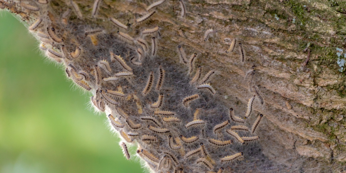 Pas på: Odenses “Larven fra helvede” er fundet andet sted i Danmark ...