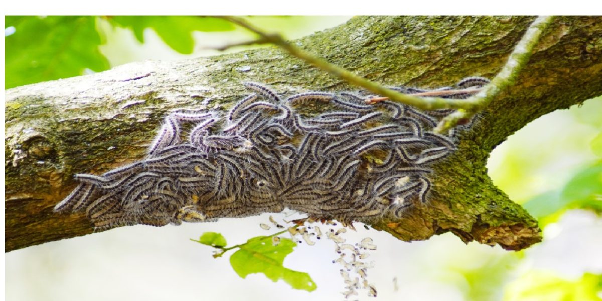 Larven fra helvede spreder sig i Danmark – her er fem ting du skal vide ...