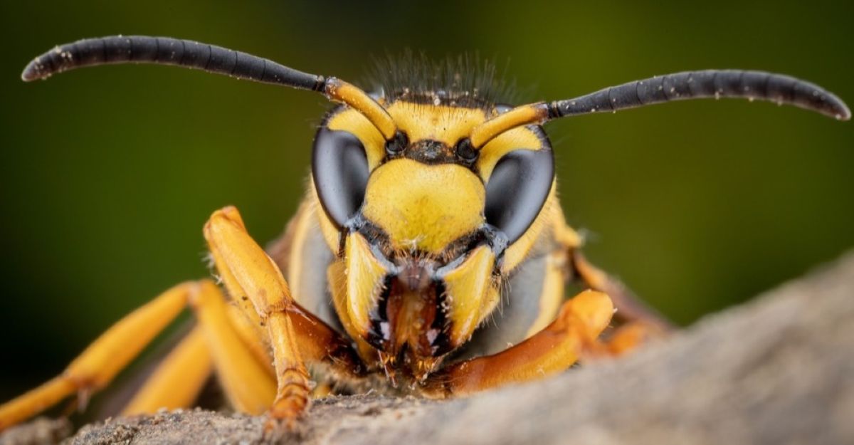 China One Step Closer to Creating Bee Army: Perfect for Military Spy ...