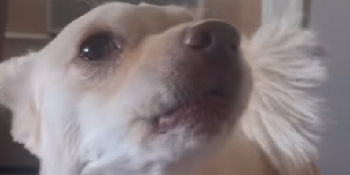 Alle tier stille: Se øjeblikket hvor en lille hund synger Gwen Stefani ...