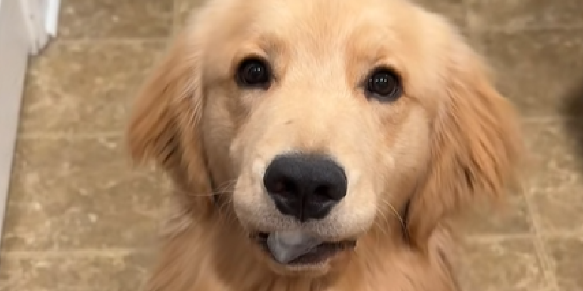 Golden Retriever på charmeoffensiv: Blinker kækt, hver gang der ...