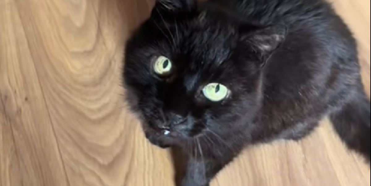 Snaksagelig kat har særligt ritual hver gang familien laver kylling: Du ...