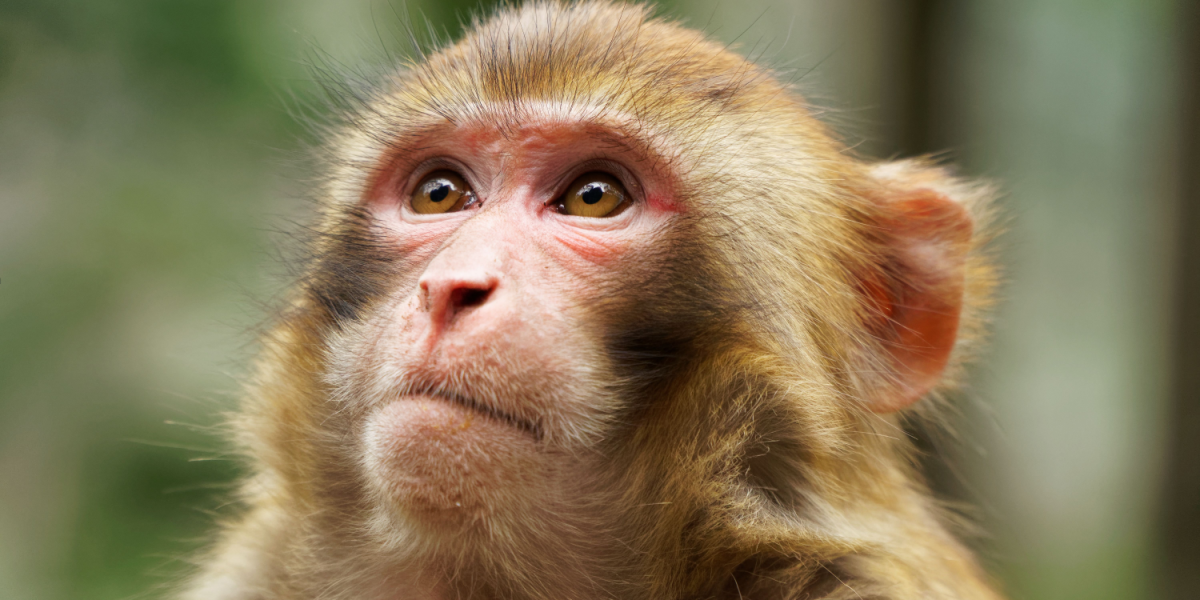 "Aggressive" lab monkey with herpes, Hep-C and Covid on the loose after ...