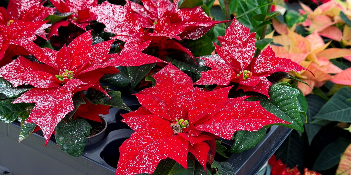 Blomsterhandler har droppet at sælge julestjerner: Her er den særlige årsag - Den Offentlige